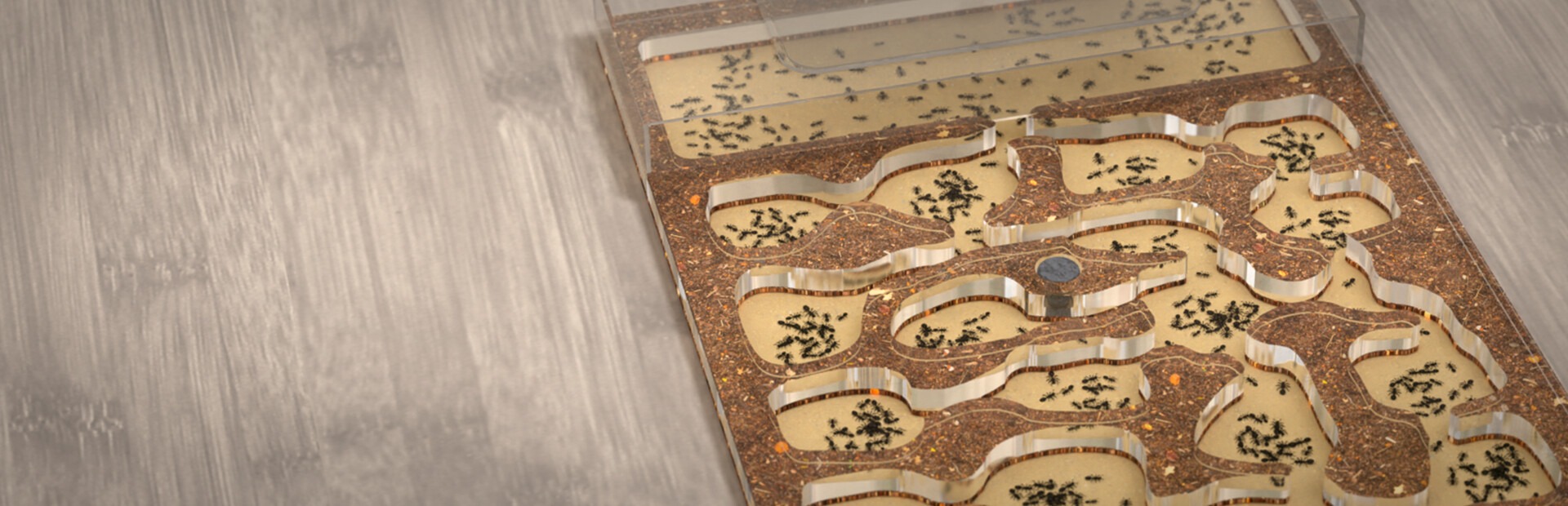 Ant Farm Simulator — обзоры и отзывы, описание, дата выхода, официальный сайт игры, системные ...